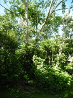 Principles of Forest Gardening – National Forest Gardening Scheme