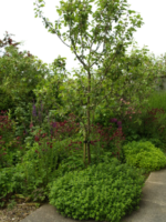 Principles of Forest Gardening – National Forest Gardening Scheme